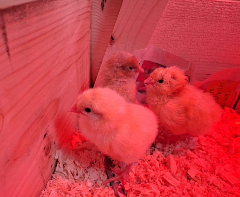 Portable Chicken Arc - Binghams Bees & Coops Hillsborough